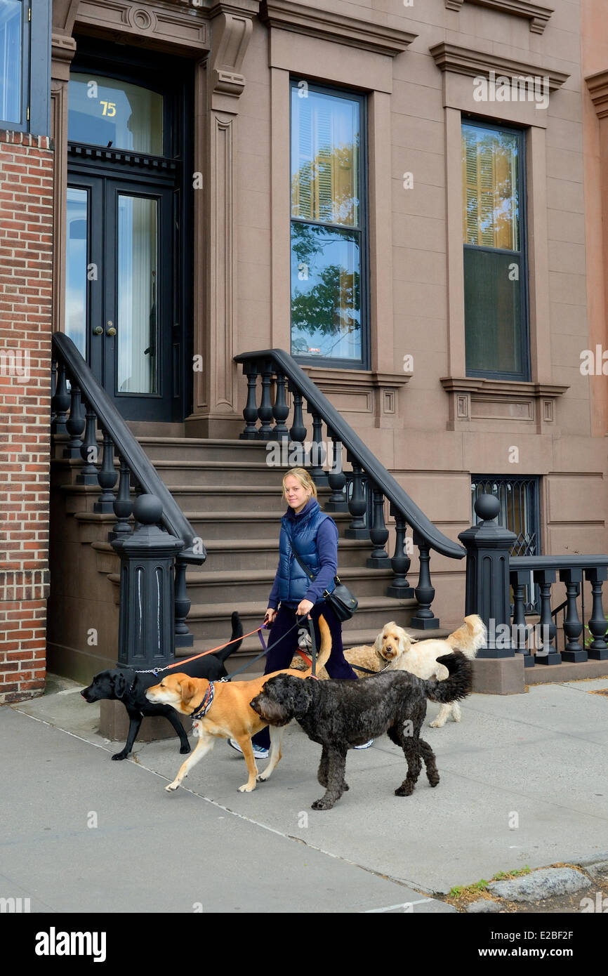 United States, New York City, Brooklyn, professional dog walker Stock ...