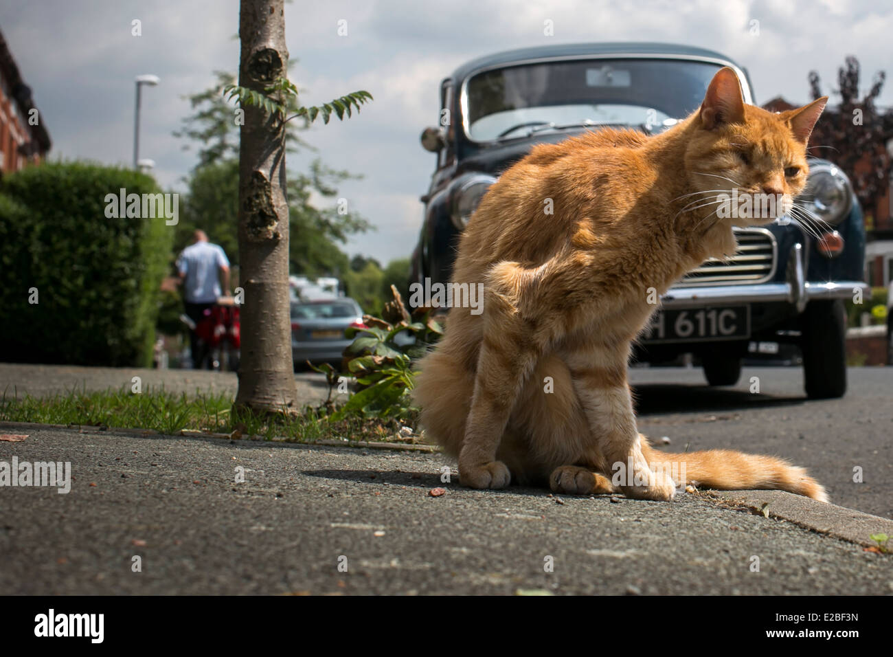 Injured cat hi-res stock photography and images - Alamy