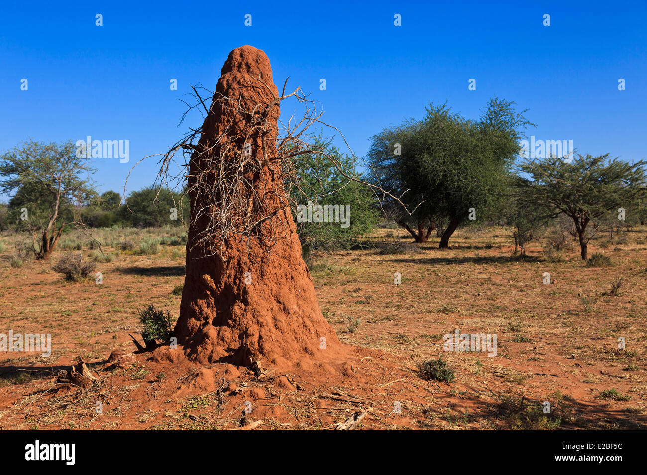 Namibia, Kunene Region, Kaokoland or Kaokoveld, termite mound of 2.50 ...
