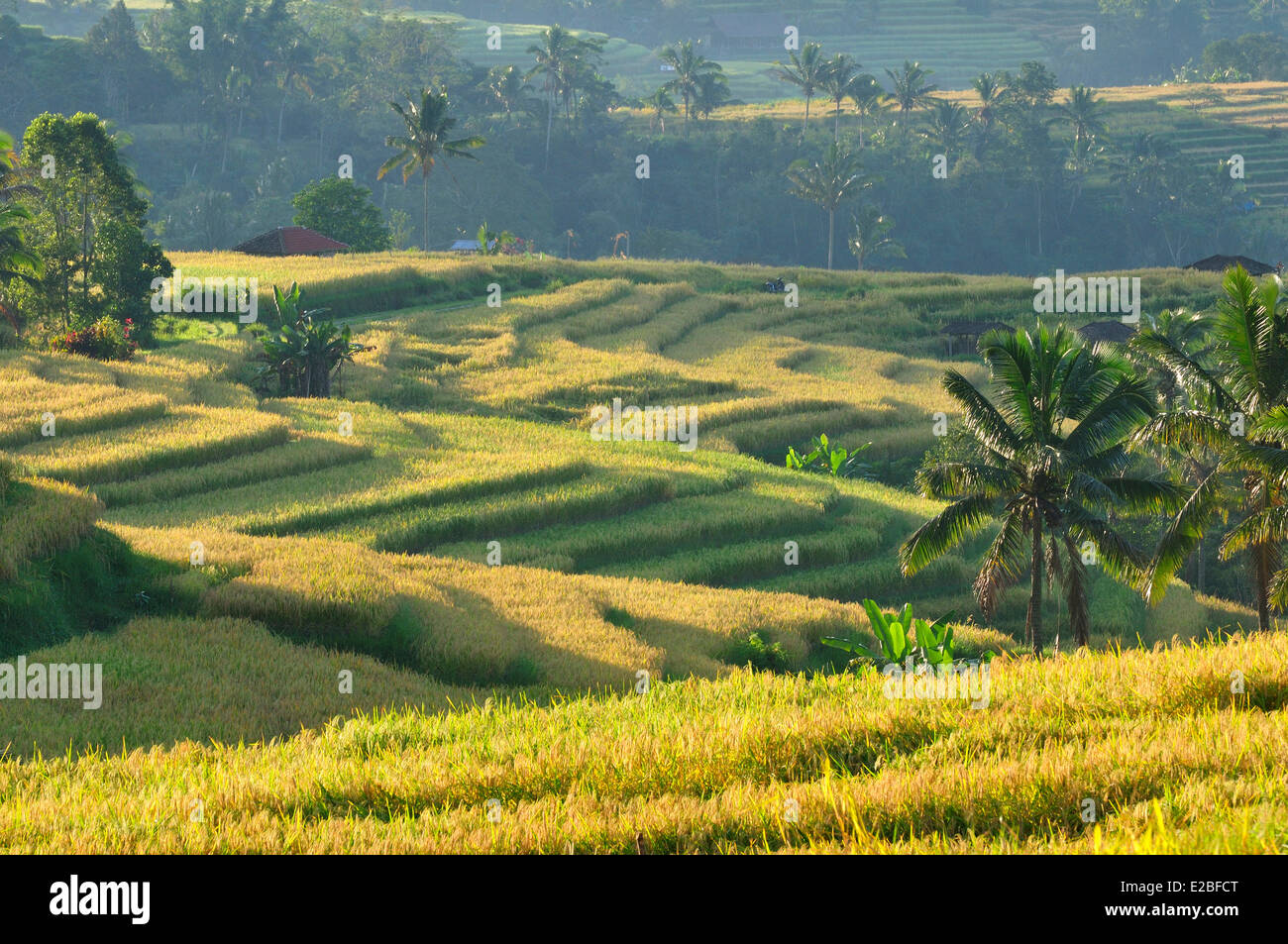 Indonesia, Bali, the rice fields of Jatiluwih, the subak system, listed ...