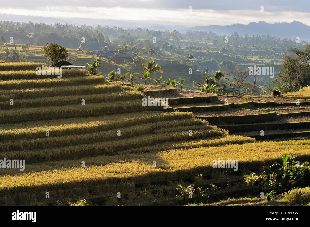 Indonesia, Bali, the rice fields of Jatiluwih, the subak system, listed ...