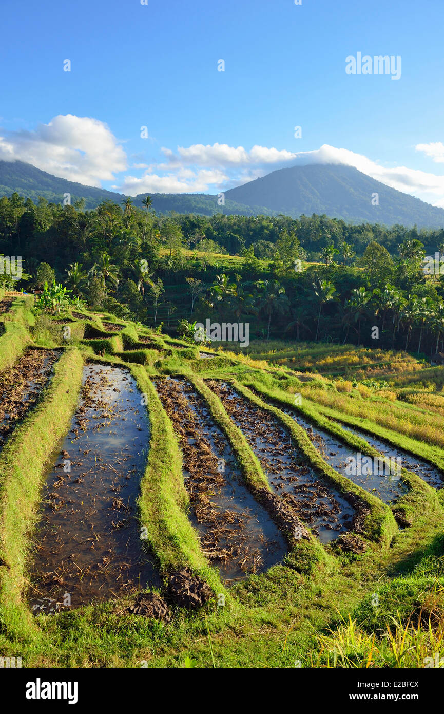 Indonesia, Bali, the rice fields of Jatiluwih, the subak system, listed ...