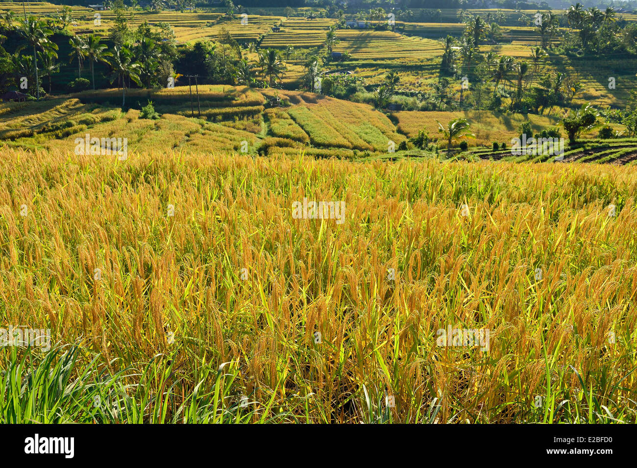 Indonesia, Bali, the rice fields of Jatiluwih, the subak system, listed ...