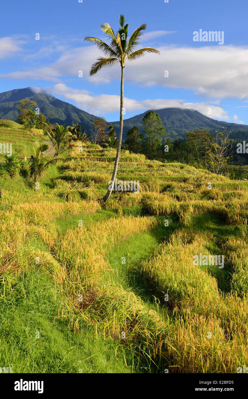Indonesia, Bali, the rice fields of Jatiluwih, the subak system, listed ...