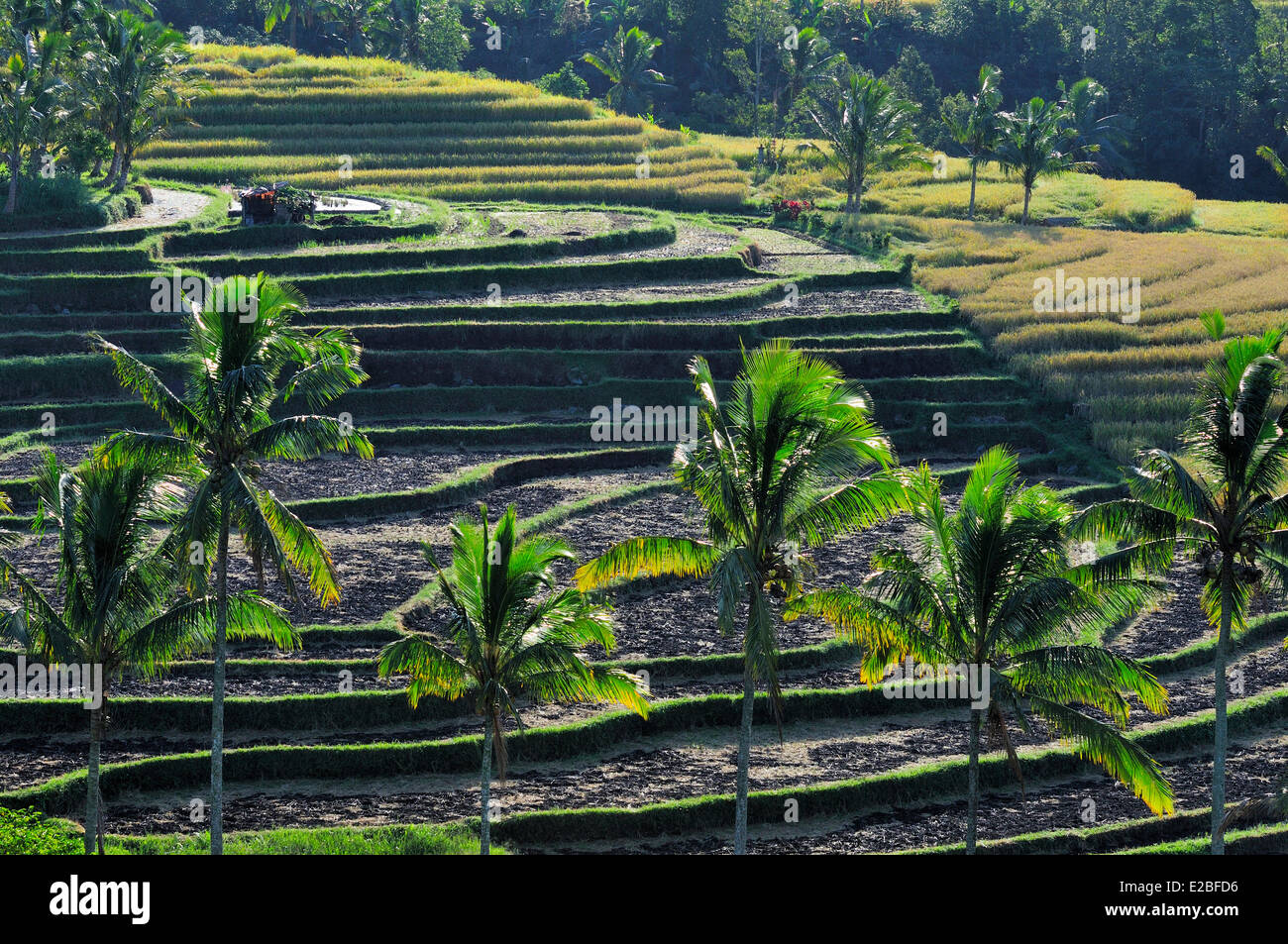 Indonesia, Bali, the rice fields of Jatiluwih, the subak system, listed ...
