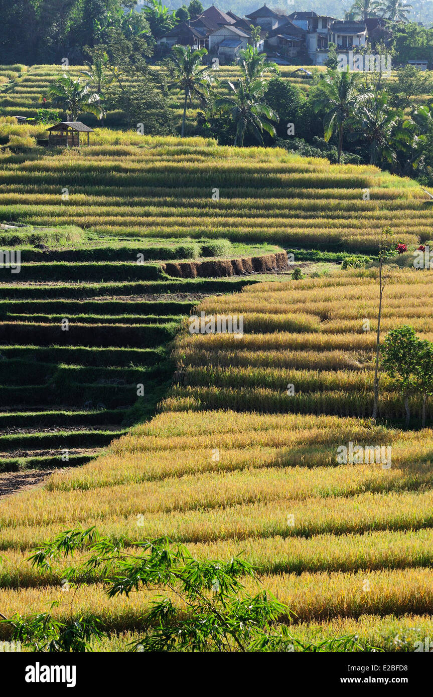 Indonesia, Bali, the rice fields of Jatiluwih, the subak system, listed ...