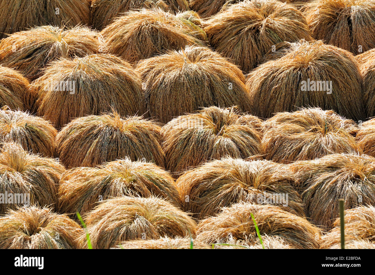 Indonesia, Bali, the rice fields of Jatiluwih, the subak system, listed ...