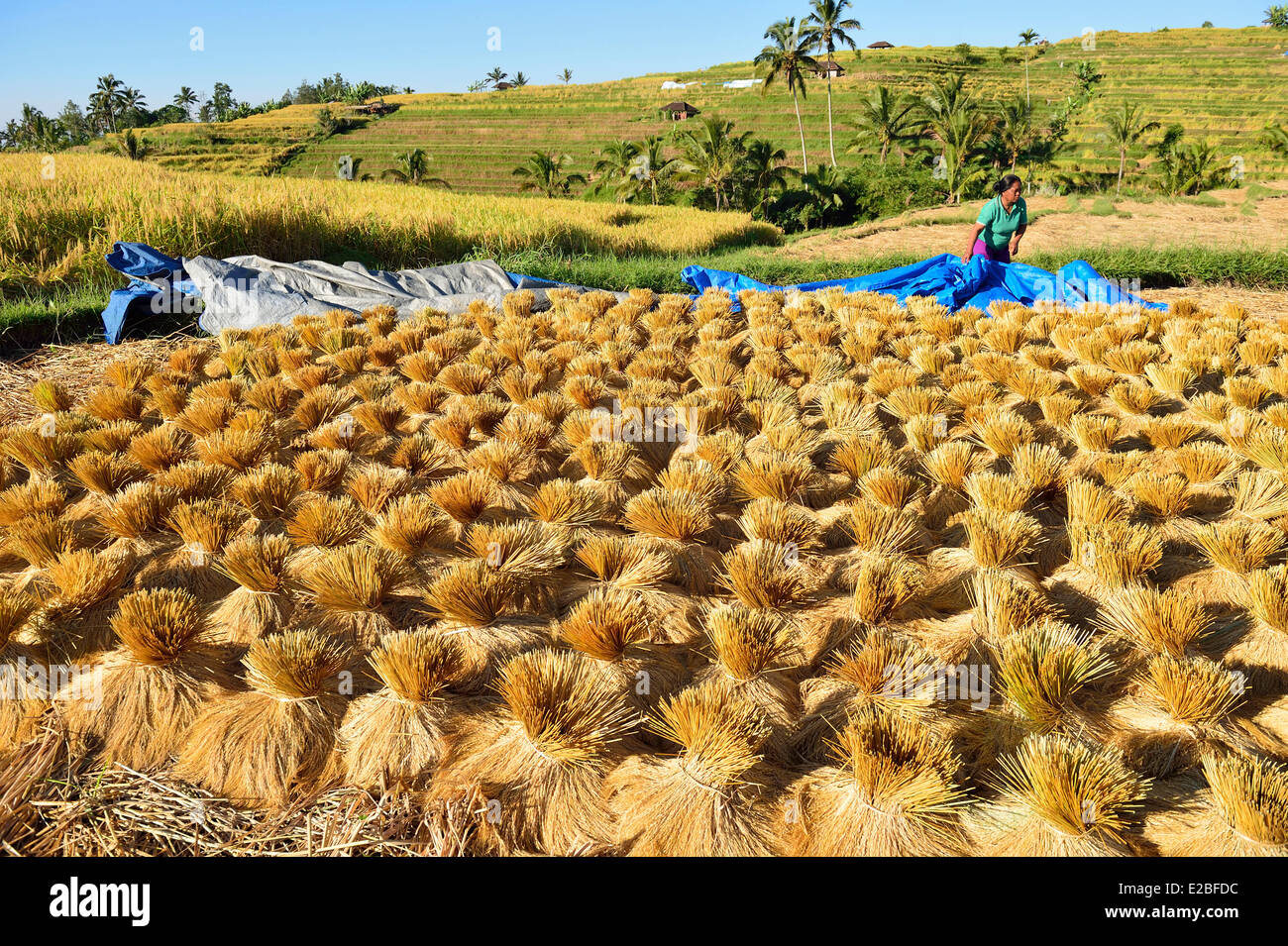 Indonesia, Bali, the rice fields of Jatiluwih, the subak system, listed ...