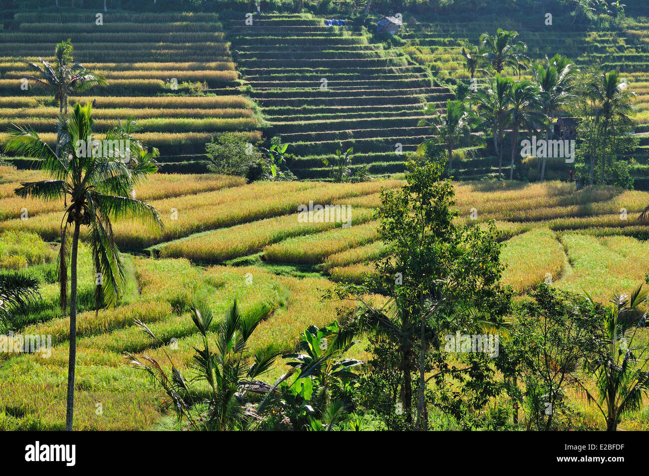 Indonesia, Bali, the rice fields of Jatiluwih, the subak system, listed ...
