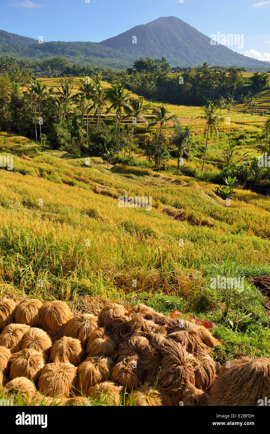 Indonesia, Bali, the rice fields of Jatiluwih, the subak system, listed ...