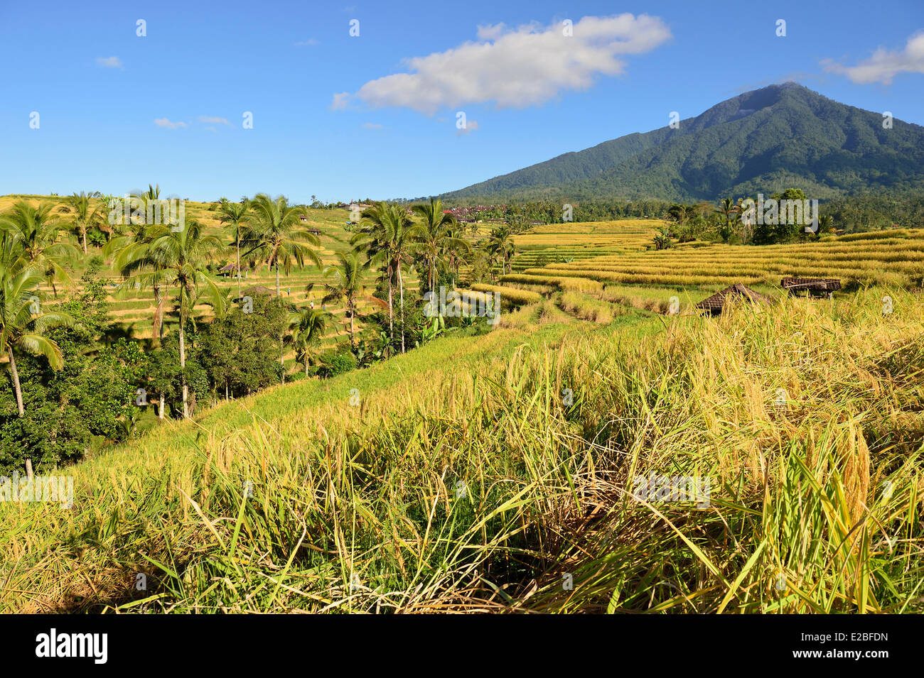 Indonesia, Bali, the rice fields of Jatiluwih, the subak system, listed ...