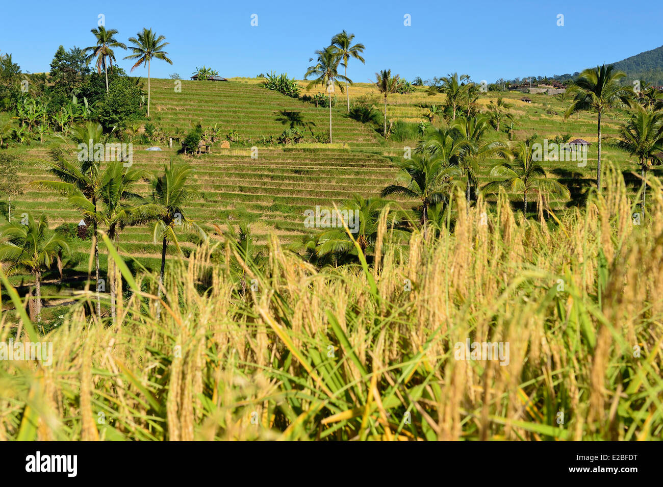 Indonesia, Bali, the rice fields of Jatiluwih, the subak system, listed ...
