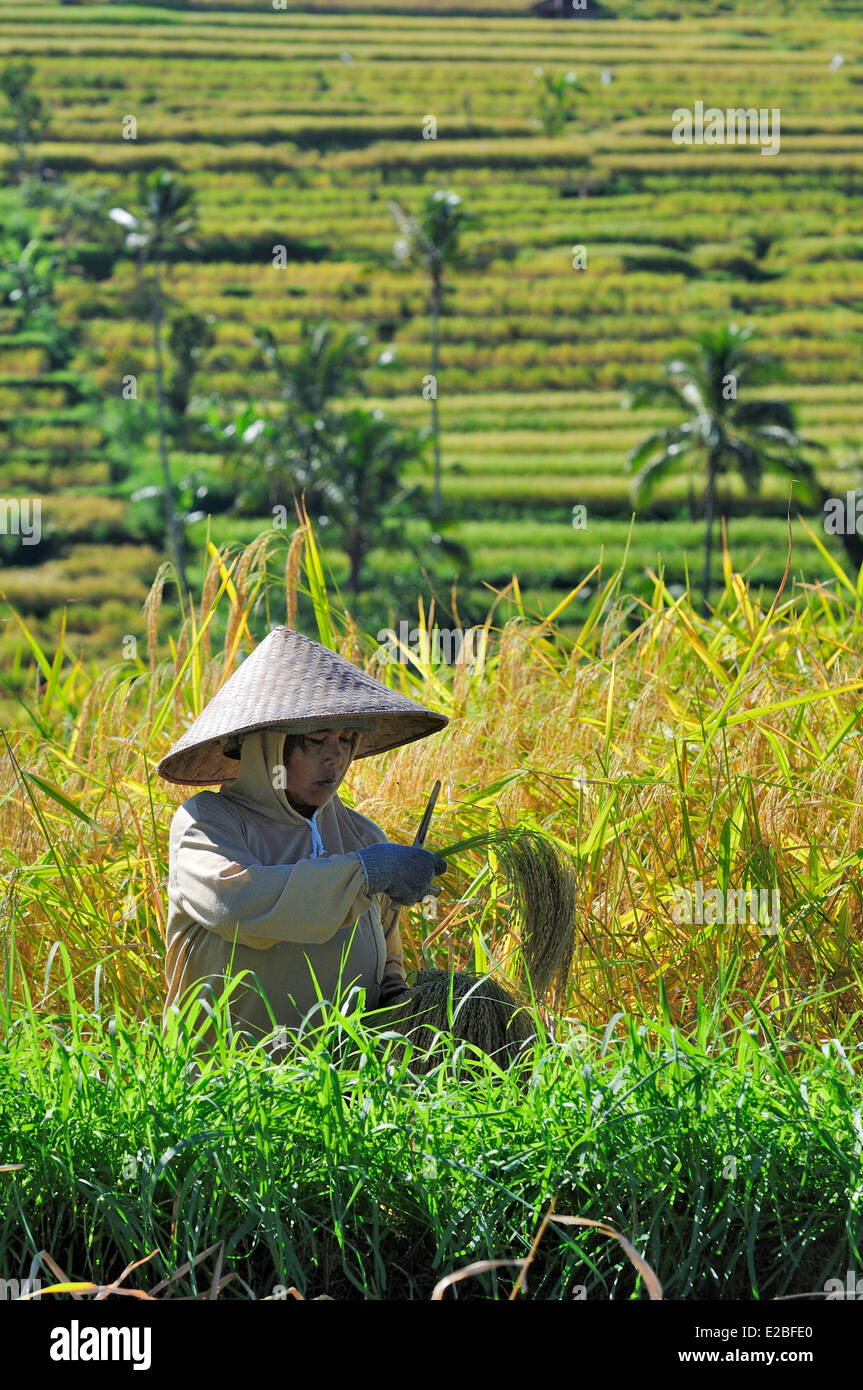 Indonesia, Bali, the rice fields of Jatiluwih, the subak system, listed ...