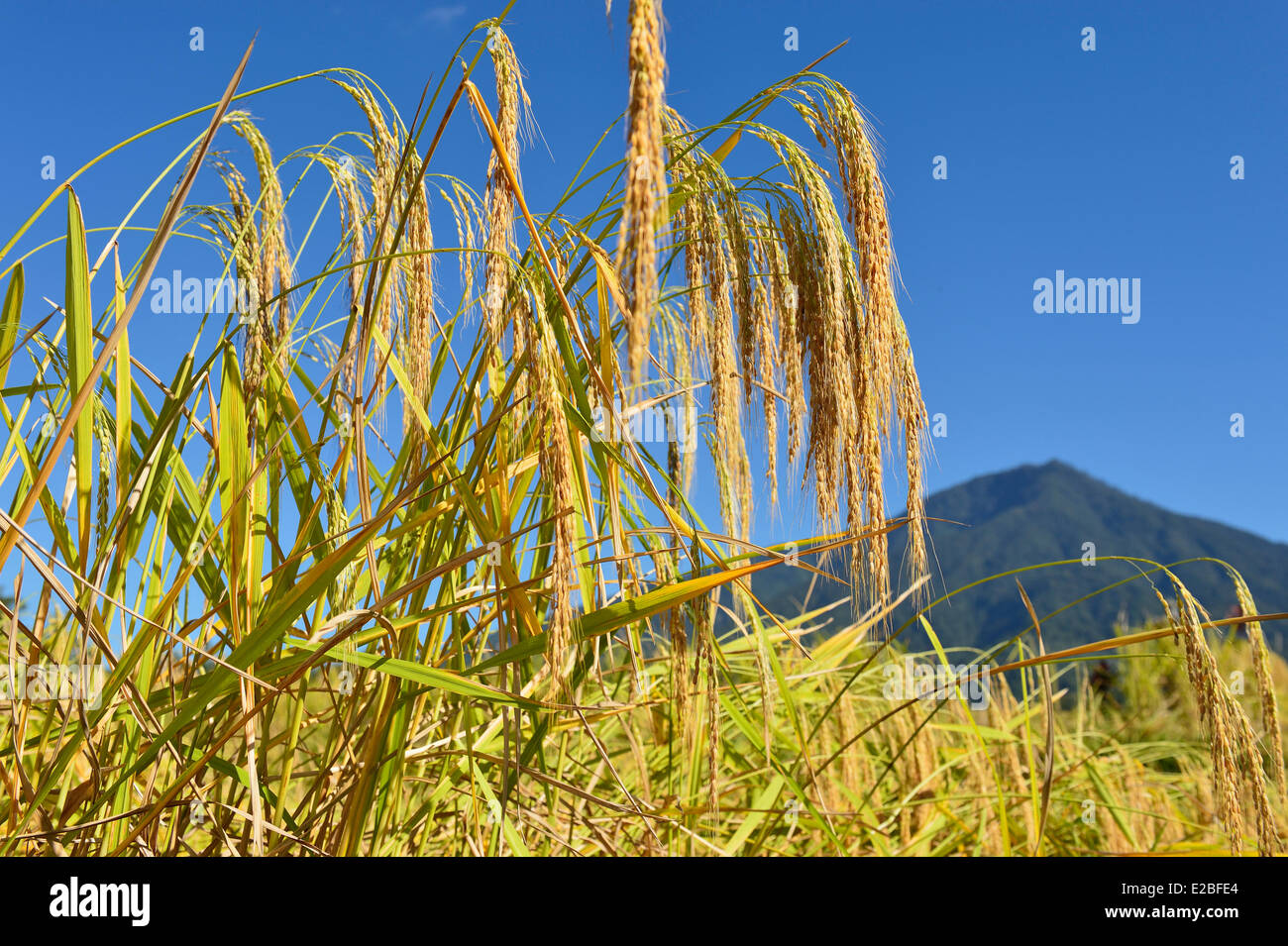 Indonesia, Bali, the rice fields of Jatiluwih, the subak system, listed ...