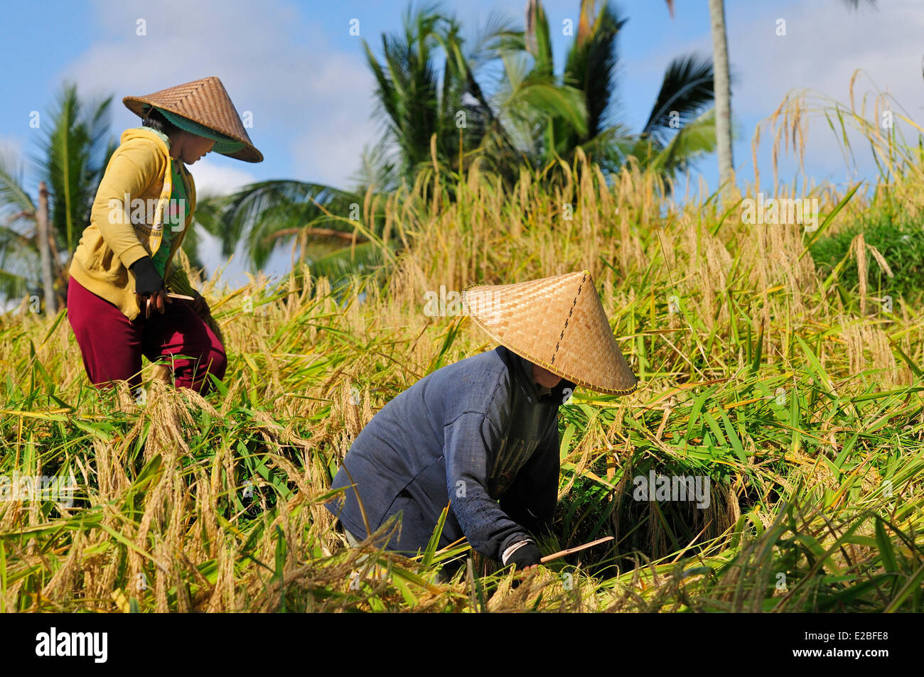 Indonesia, Bali, the rice fields of Jatiluwih, the subak system, listed ...