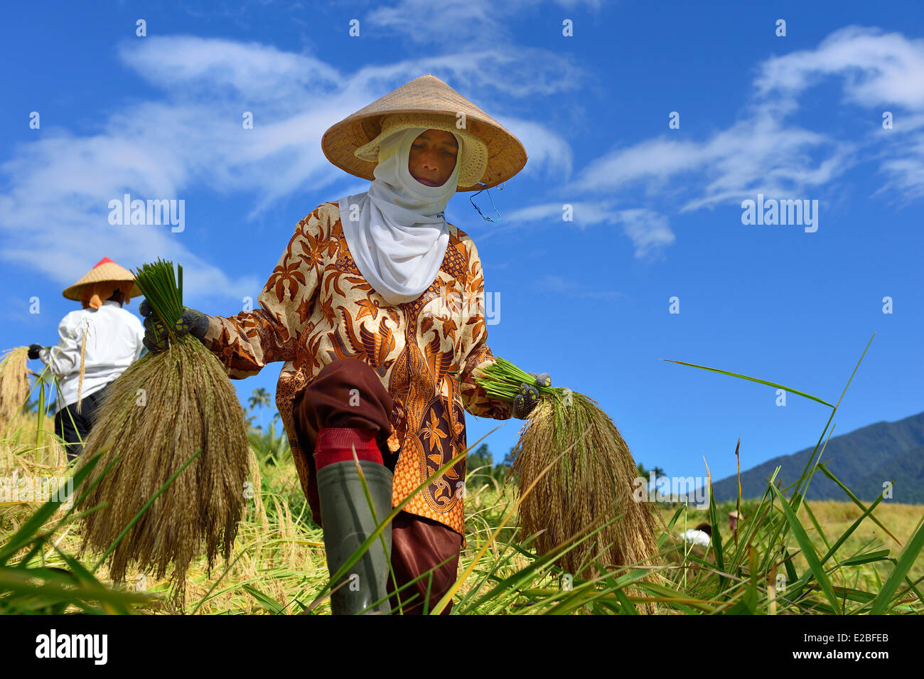 Indonesia, Bali, the rice fields of Jatiluwih, the subak system, listed ...