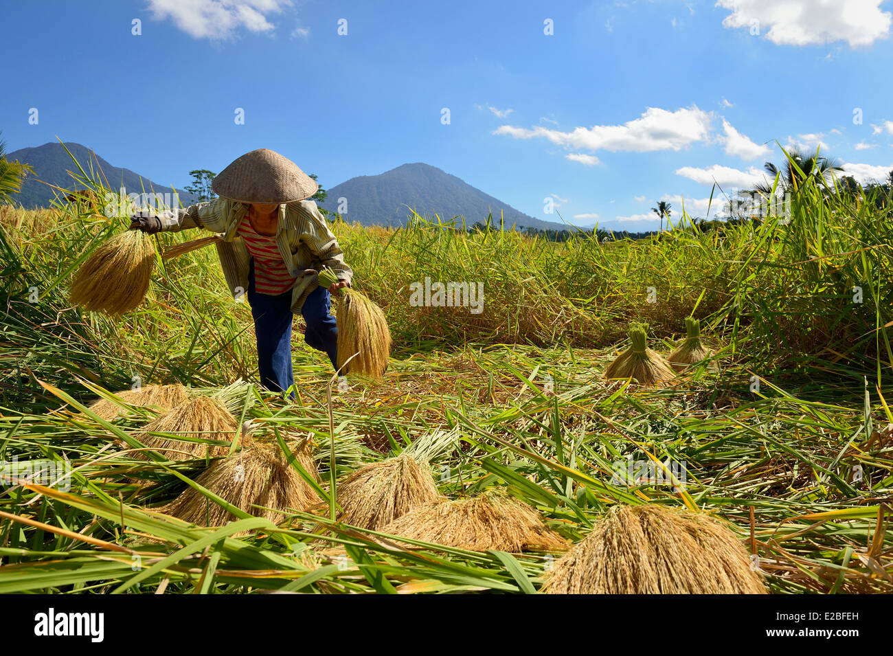 Indonesia, Bali, the rice fields of Jatiluwih, the subak system, listed ...