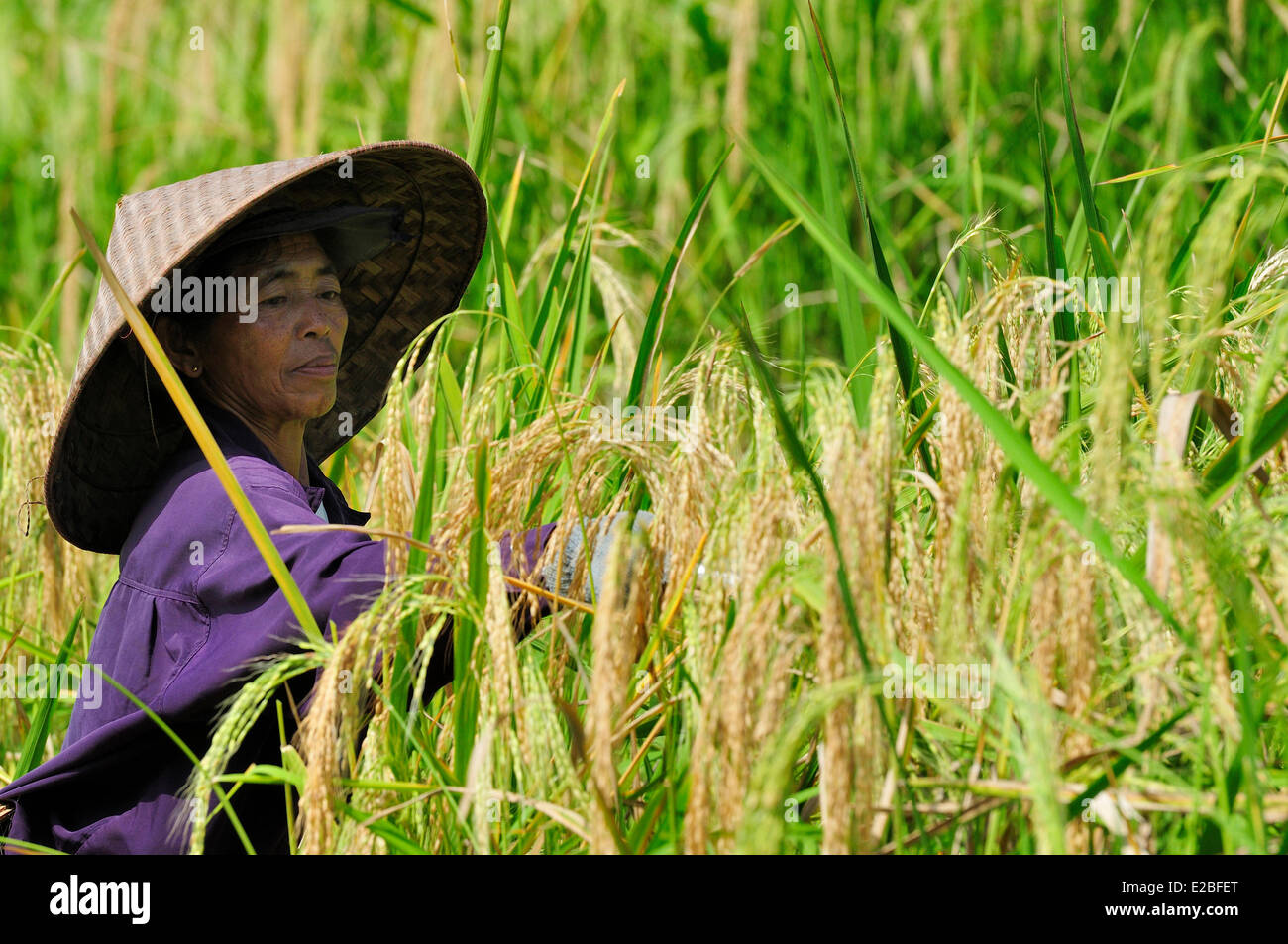 Indonesia, Bali, the rice fields of Jatiluwih, the subak system, listed ...