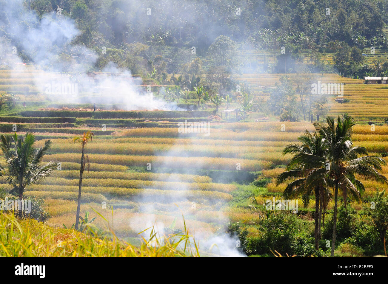 Indonesia, Bali, the rice fields of Jatiluwih, the subak system, listed ...