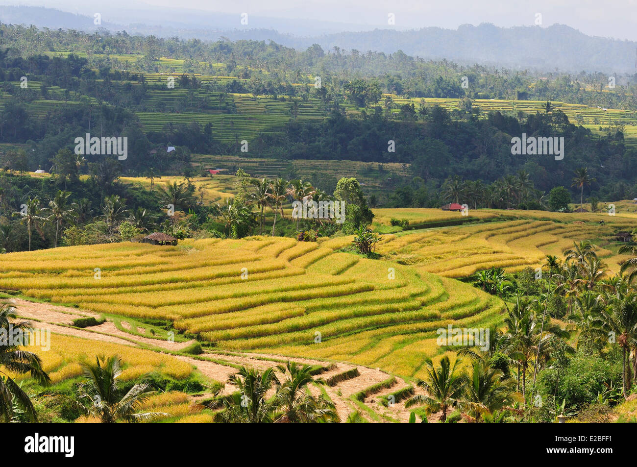 Indonesia, Bali, the rice fields of Jatiluwih, the subak system, listed ...