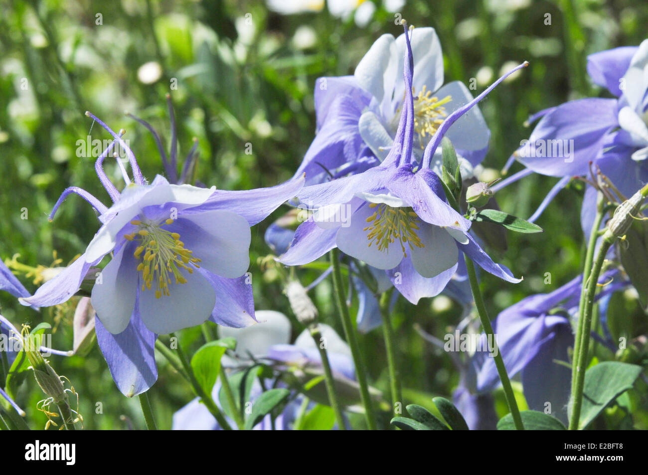 Group of Purple and white columbine Stock Photo - Alamy