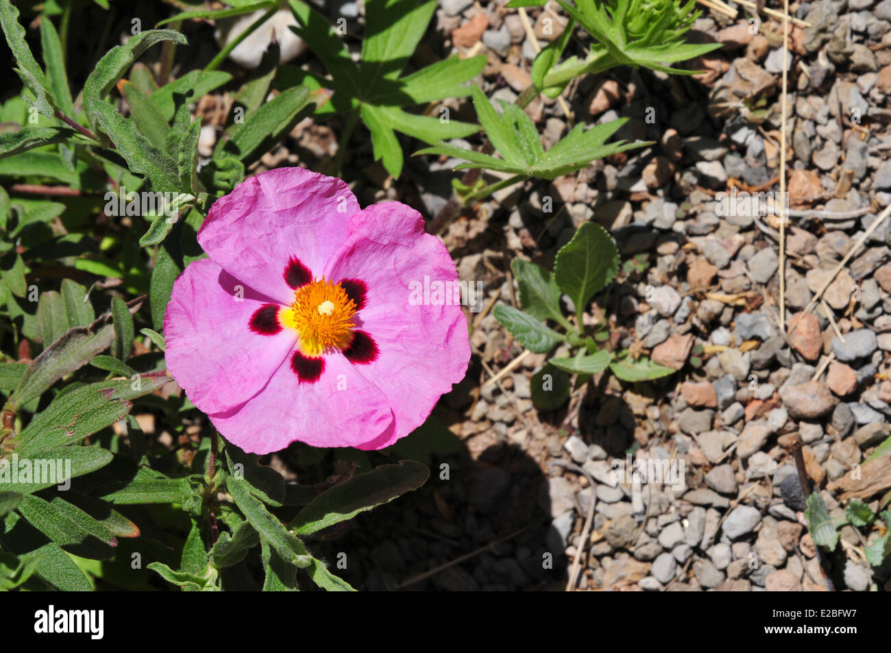 pink poppy at park Stock Photo - Alamy