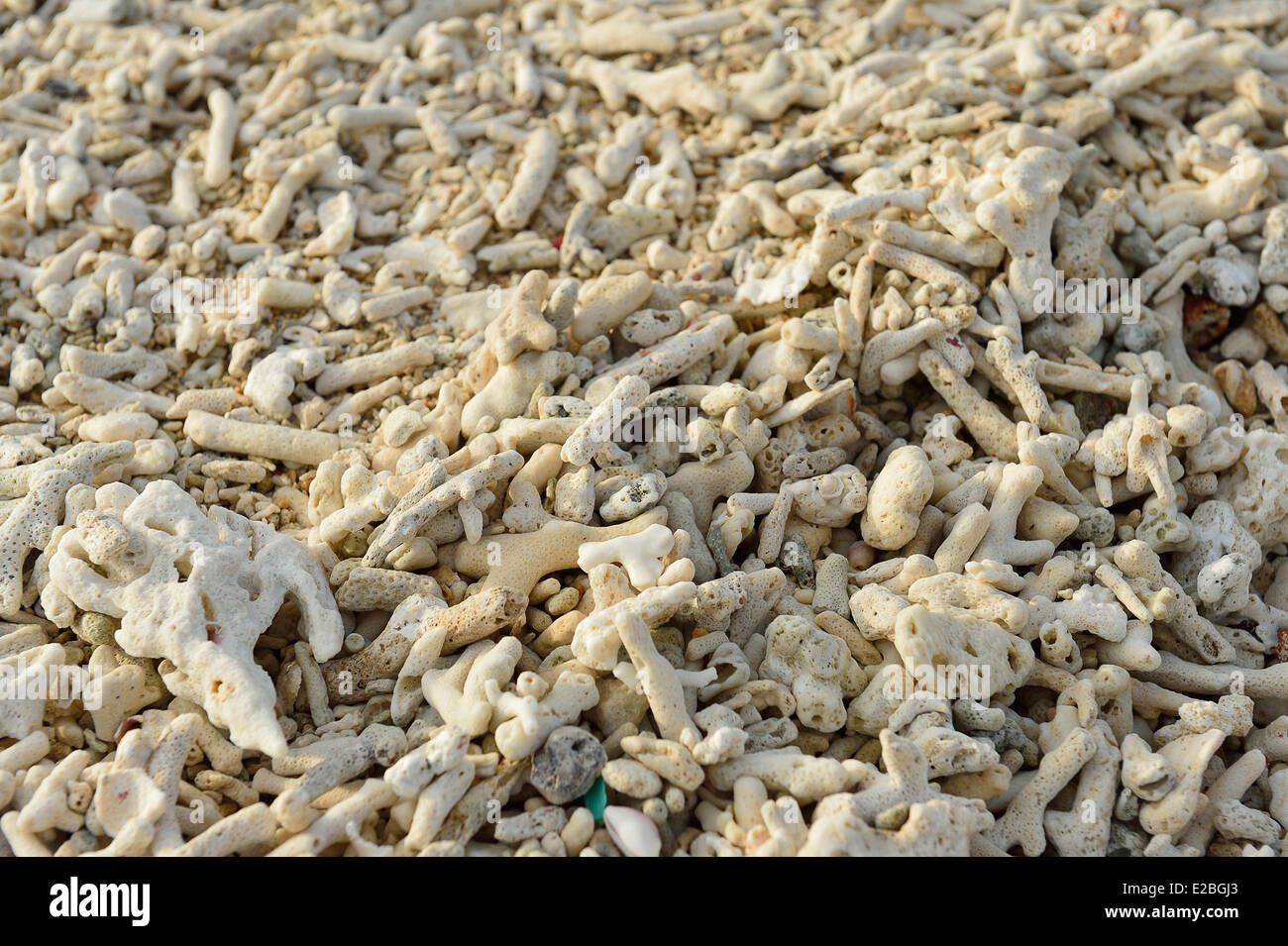 Dead coral up on beach hi-res stock photography and images - Alamy