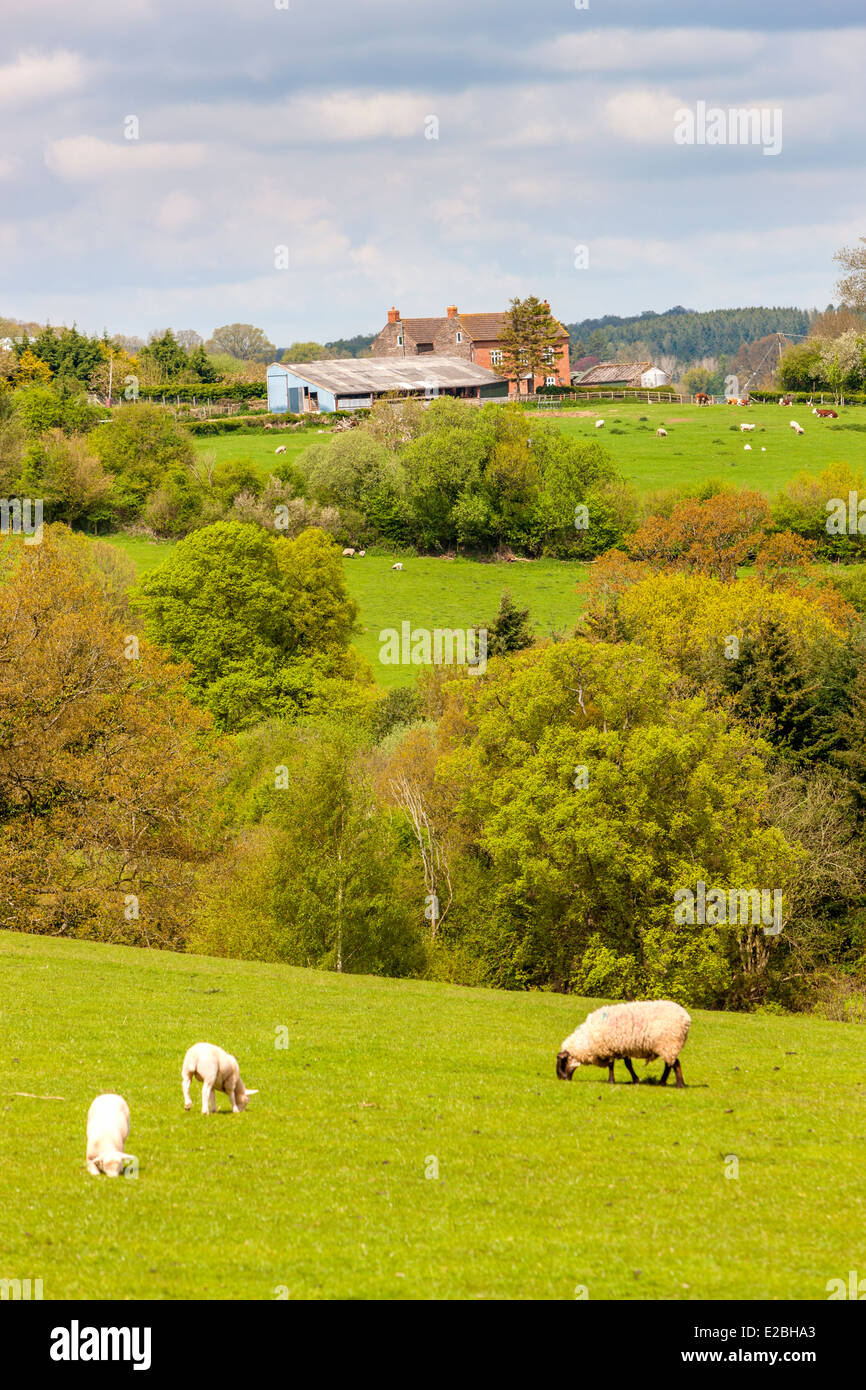 Herefordshire life hi-res stock photography and images - Alamy