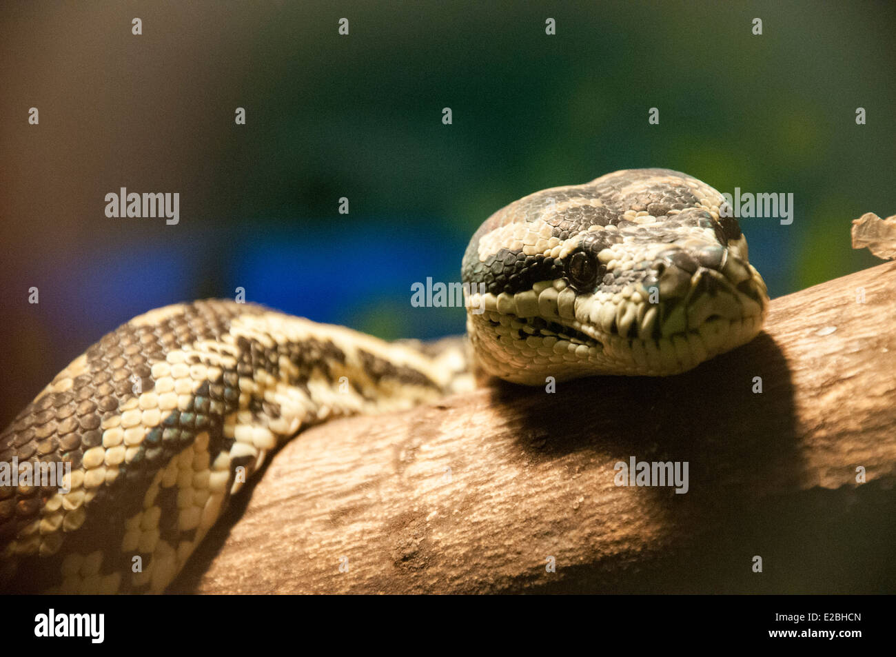 Snake farming hi-res stock photography and images - Alamy