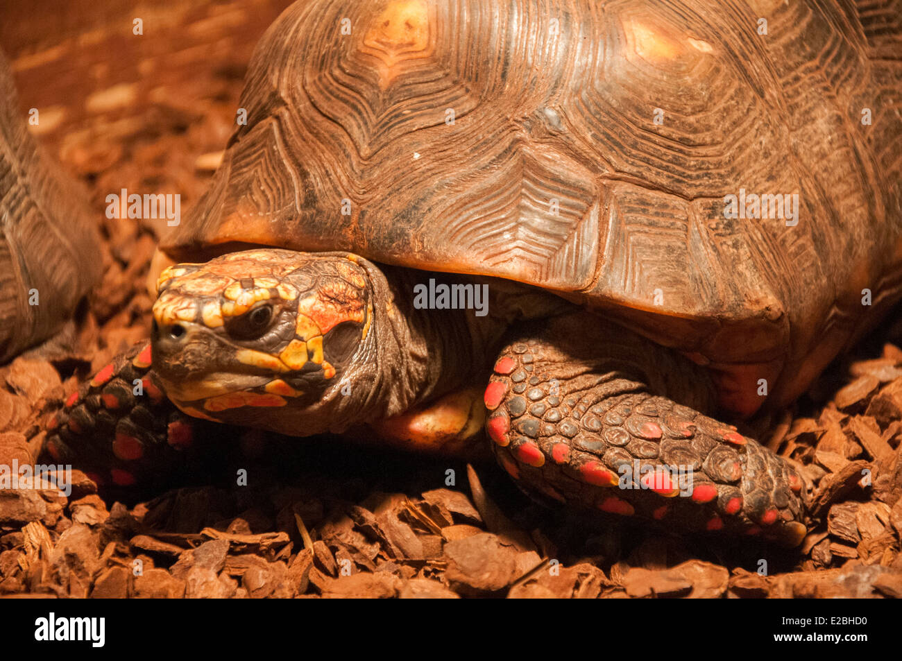Tortoise tank hi-res stock photography and images - Alamy