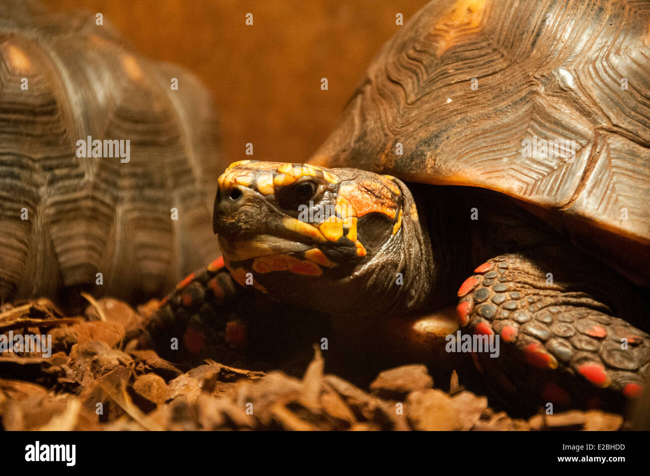 Tortoise shell and white hi-res stock photography and images - Alamy