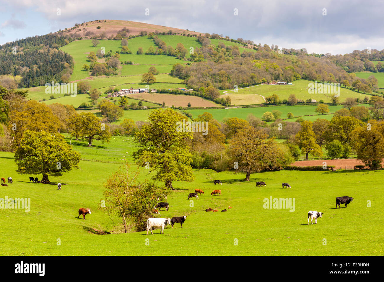 Green fields hi-res stock photography and images - Alamy
