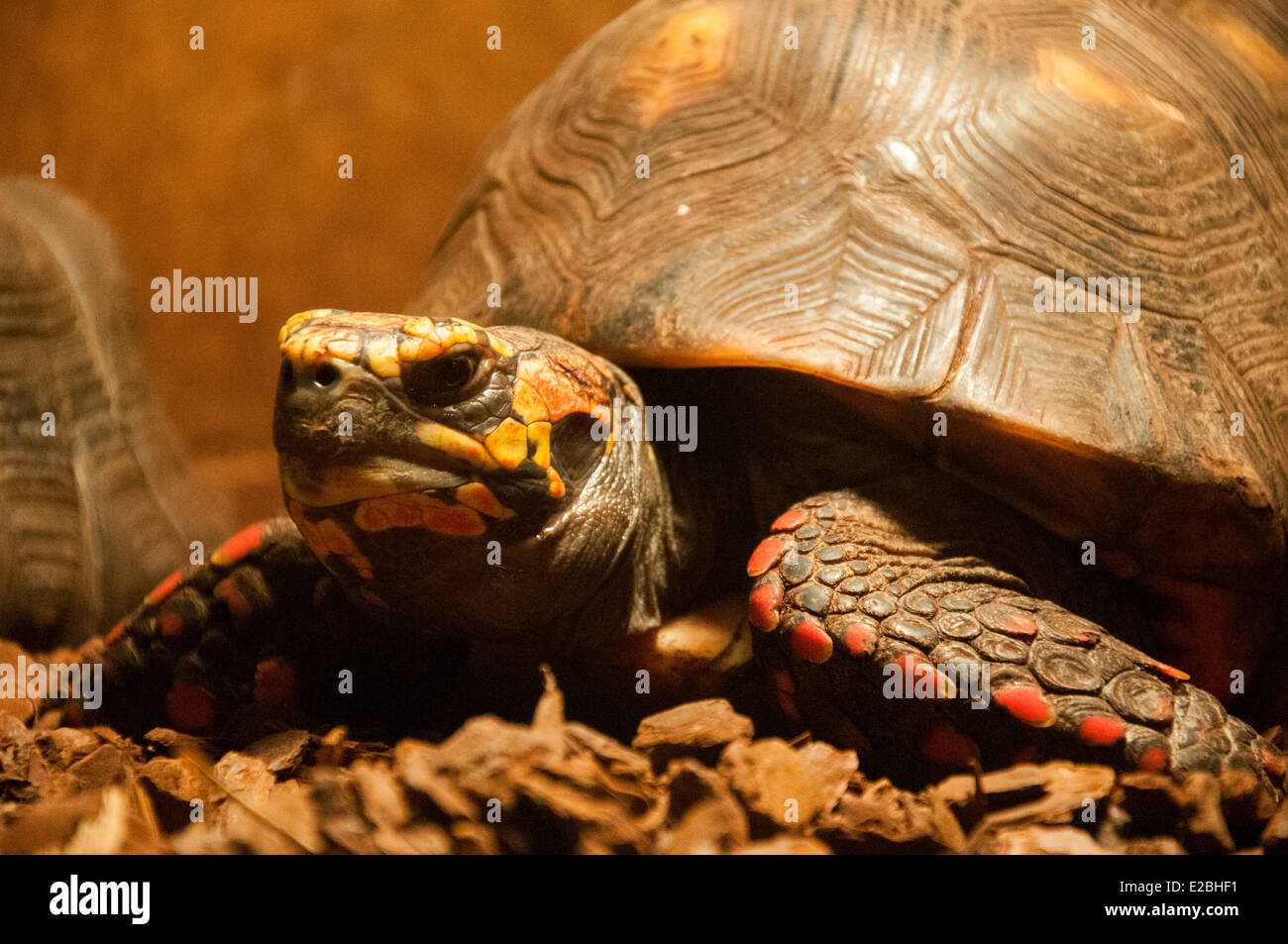 Tortoise tank hi-res stock photography and images - Alamy
