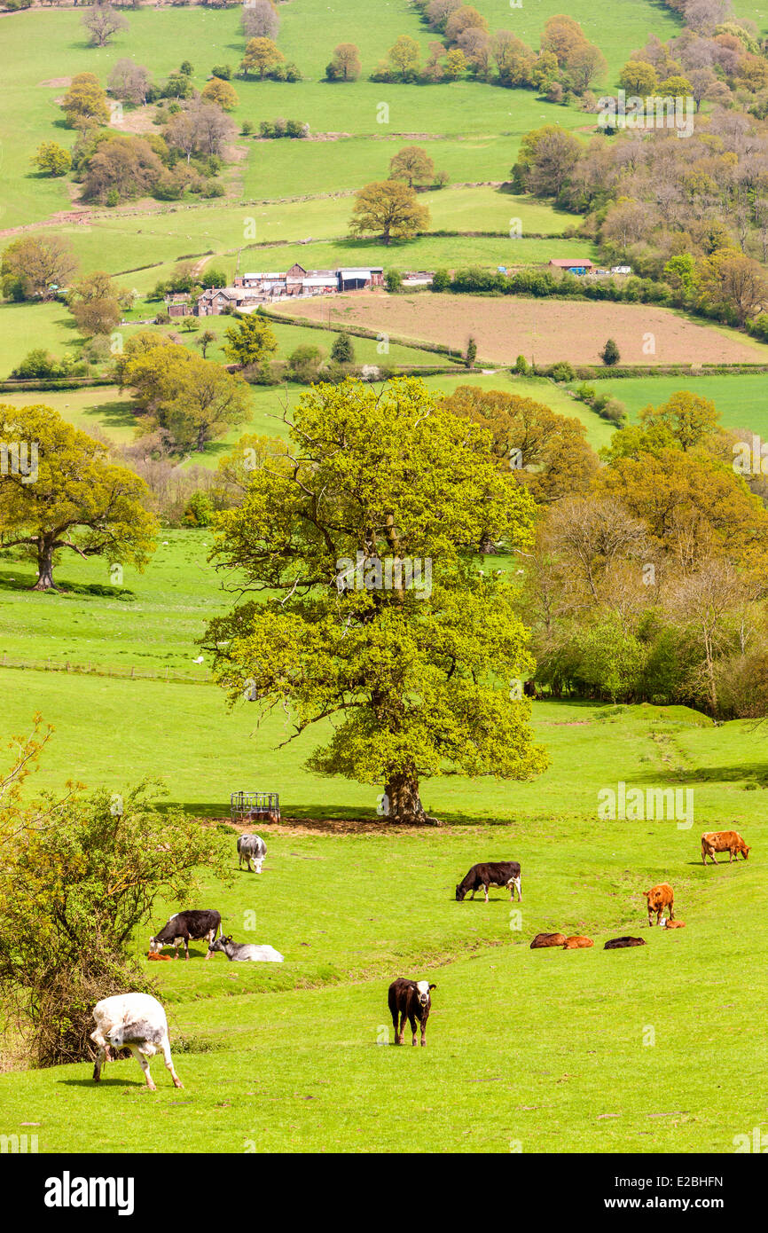Green fields in Monmouthshire, Wales, United Kingdom, Europe Stock ...