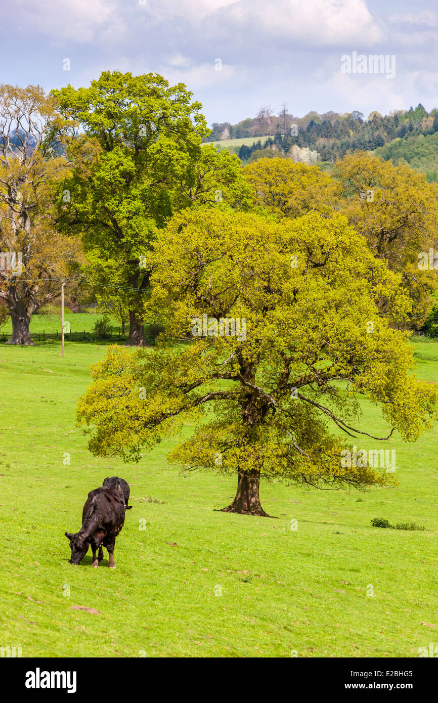 Green fields in Monmouthshire, Wales, United Kingdom, Europe Stock ...