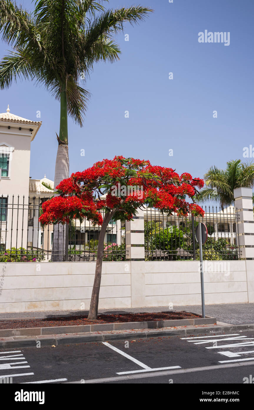 Tree growing around fence High Resolution Stock Photography and Images ...