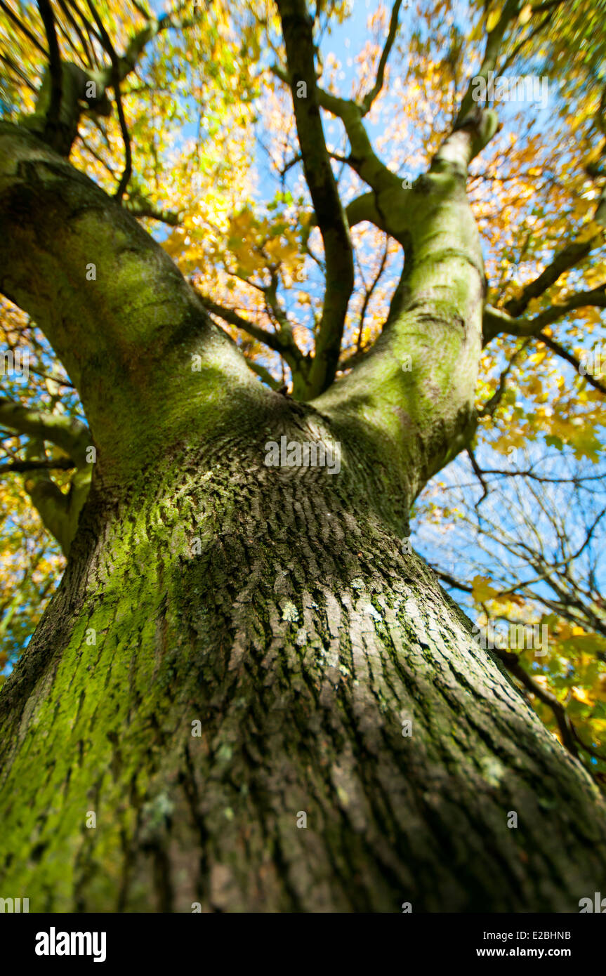 Trees looking up leaves hi-res stock photography and images - Alamy