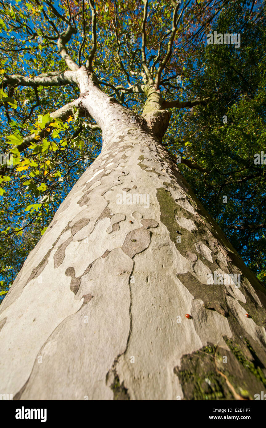 Trees looking up leaves hi-res stock photography and images - Alamy
