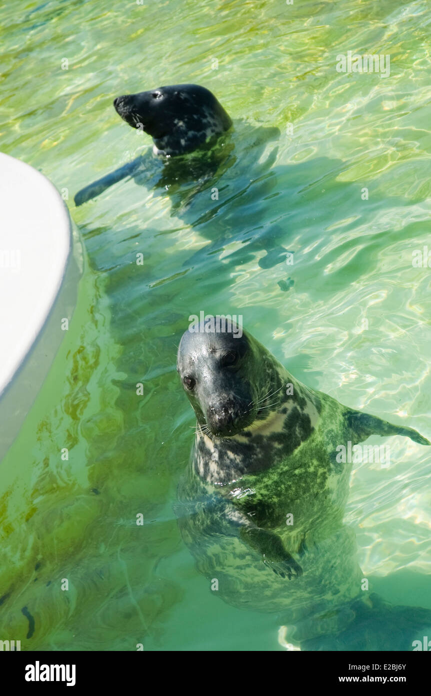 Seal in Ecomare. Texel Island. Friesland province. Fryslan. Netherlands ...