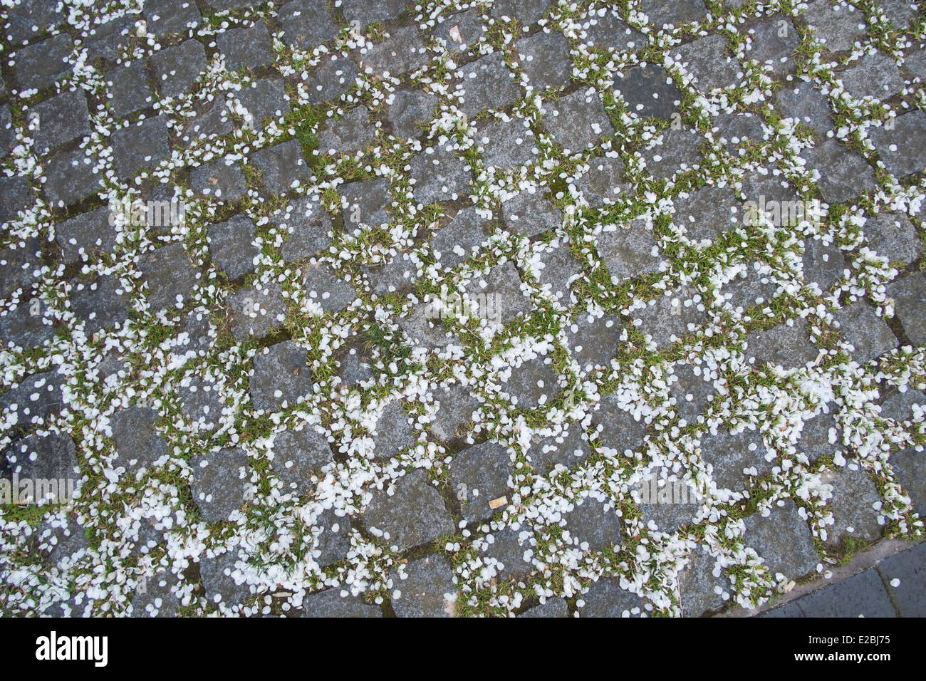 patterns on cobbles Stock Photo - Alamy