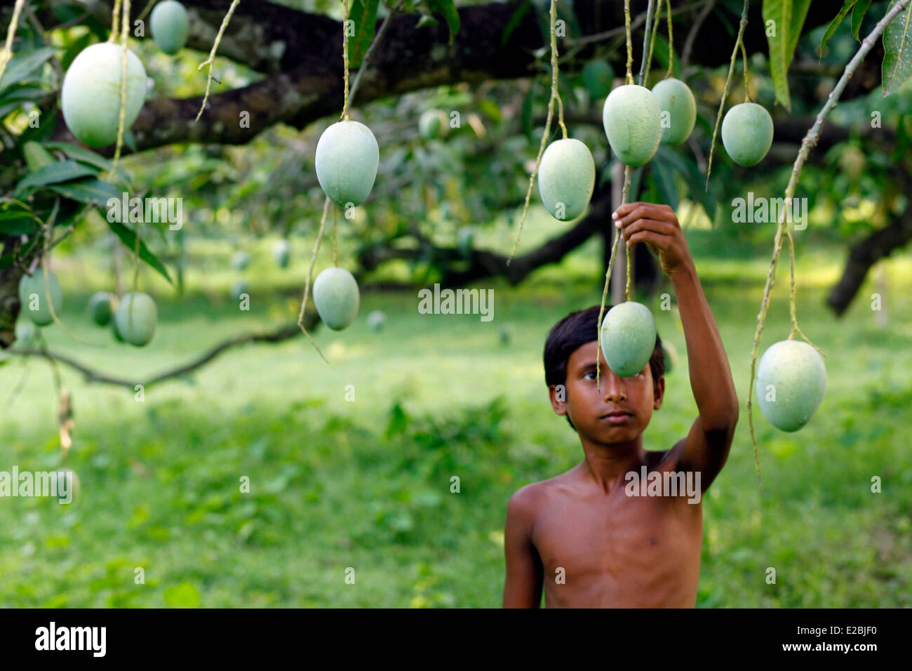 Mango garden Bangladesh generally produces about 800,000 metric tons of ...