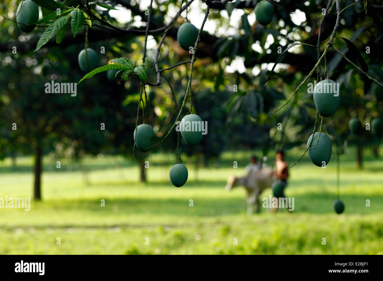 Mango garden Bangladesh generally produces about 800,000 metric tons of ...