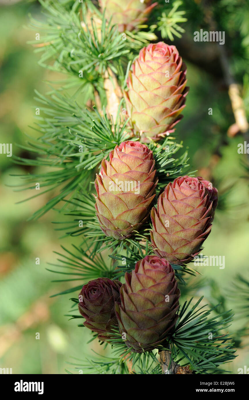 Ovulate cones (strobiles) of larch tree in June, early summer Stock ...
