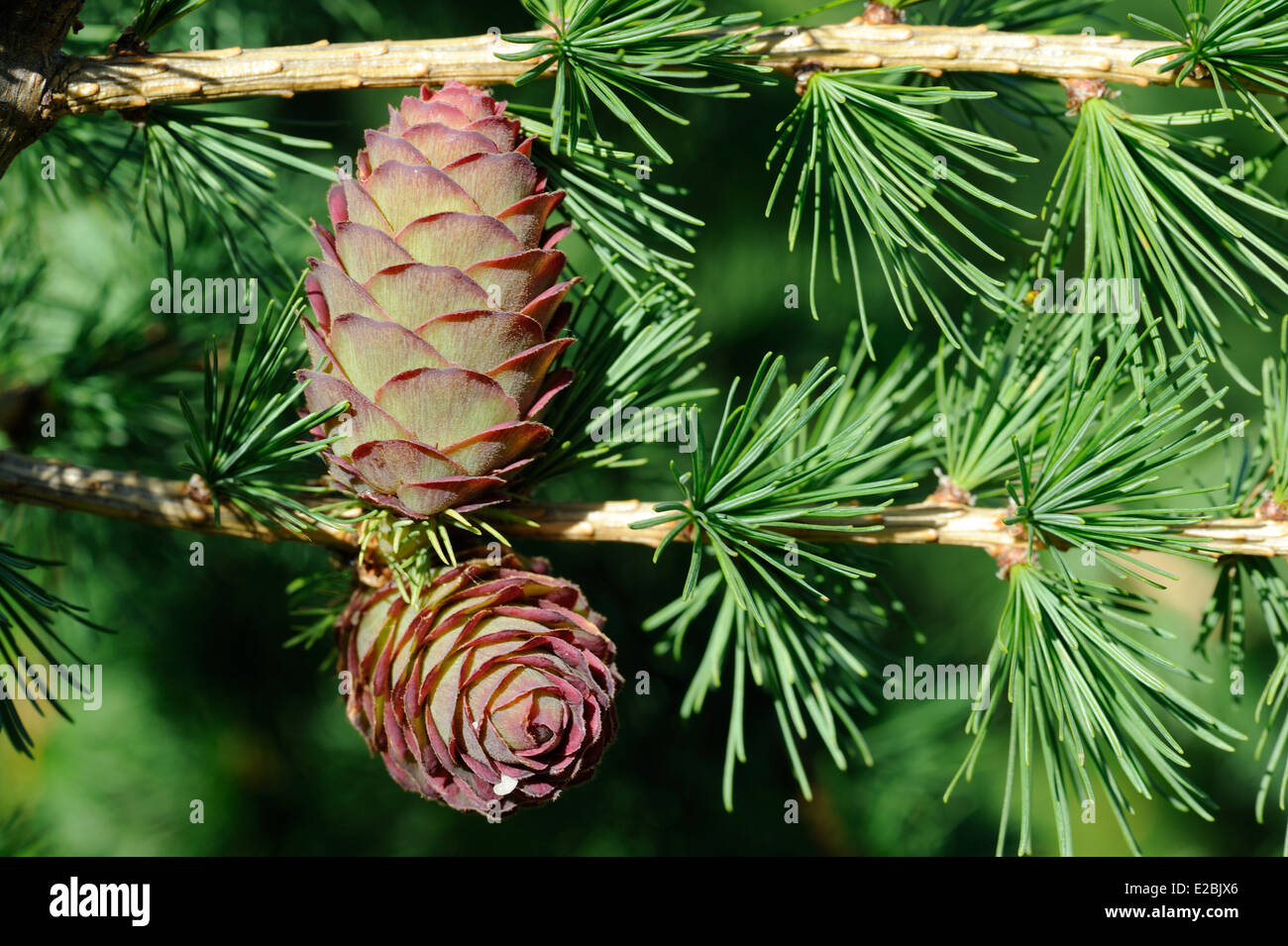 Ovulate cones (strobiles) of larch tree in June, early summer Stock ...