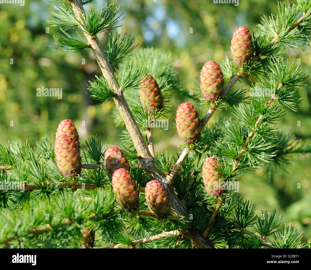 Ovulate cones (strobiles) of larch tree in June, early summer Stock ...