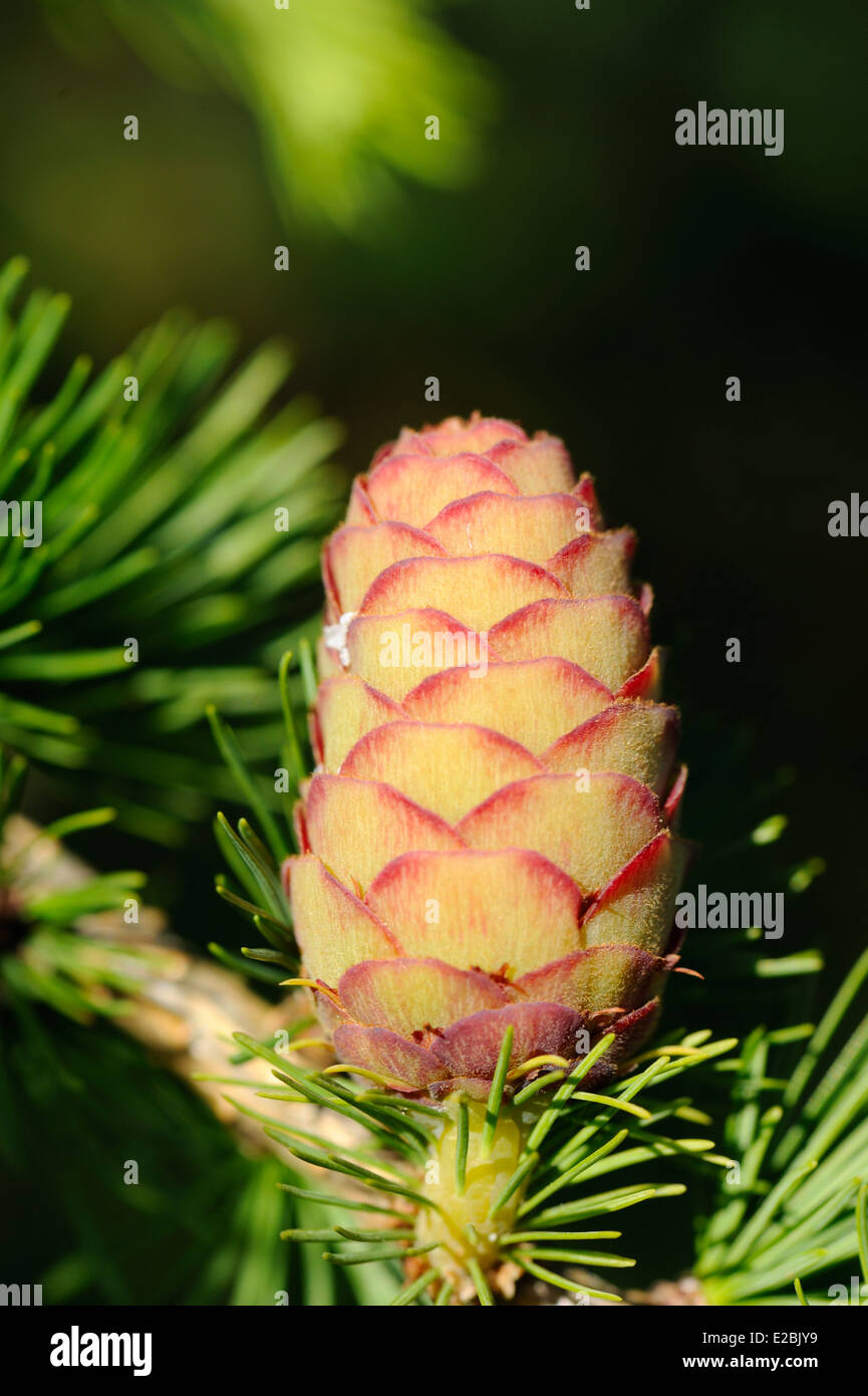 Ovulate cone (strobilus) of larch tree in June, early summer Stock ...