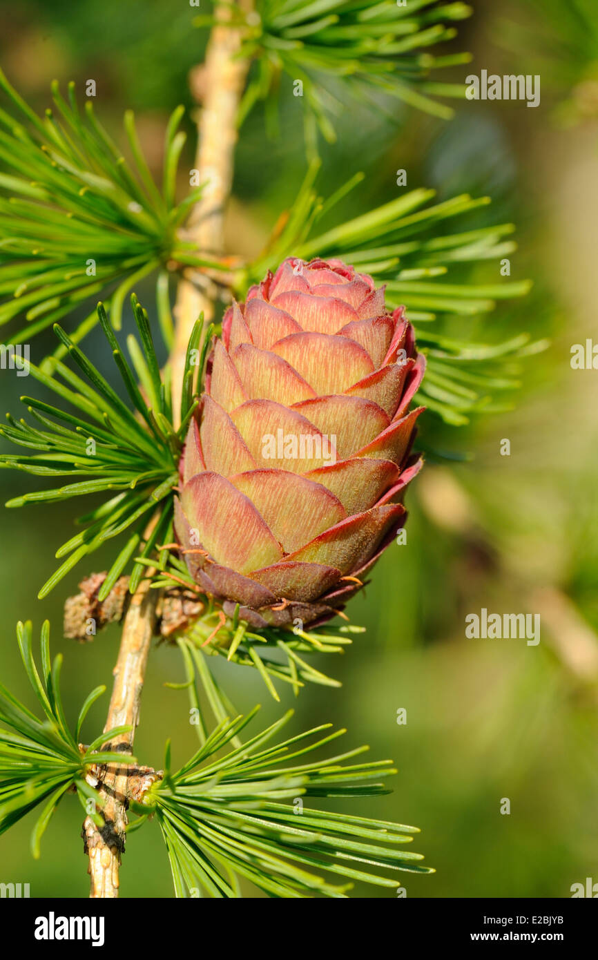 Female conifer cone hi-res stock photography and images - Alamy