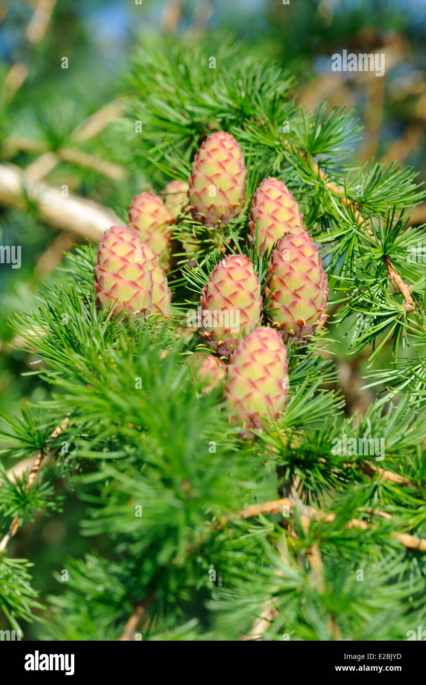 Ovulate cones (strobiles) of larch tree in June, early summer Stock ...