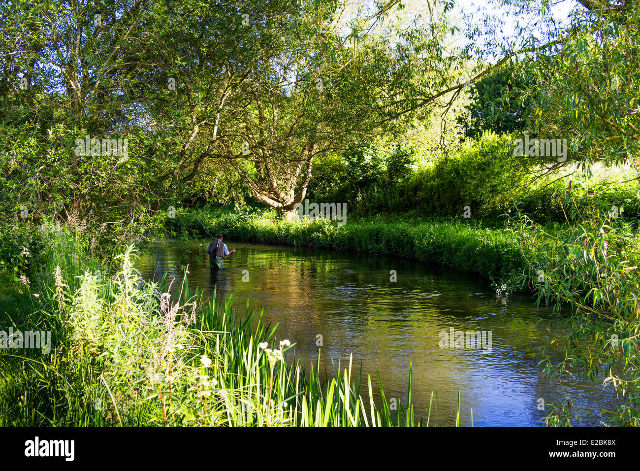 Trout fishing, River Wylye, Wiltshire, England Stock Photo - Alamy