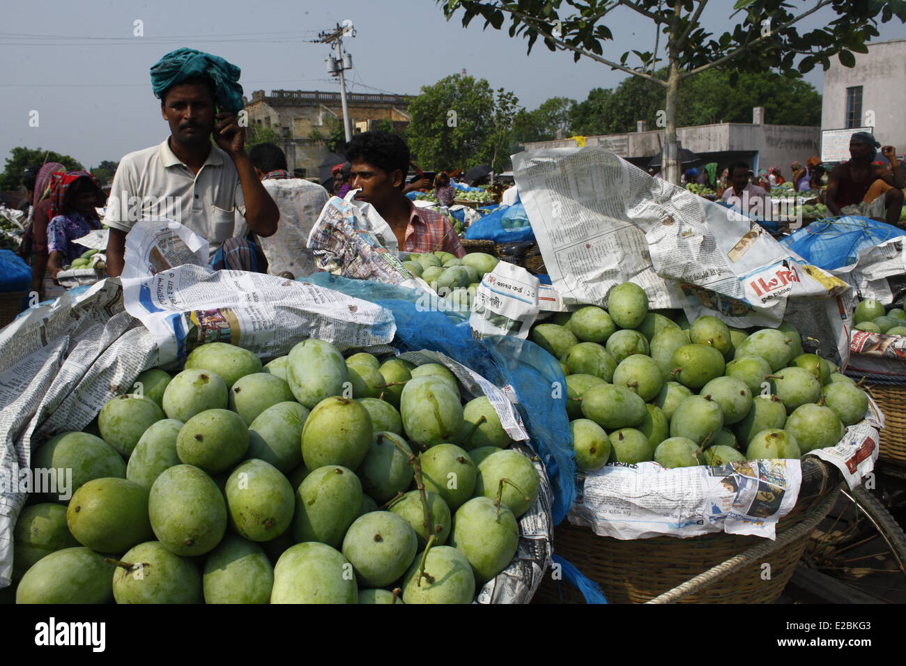 Mango garden bangladesh generally produces hi-res stock photography and ...